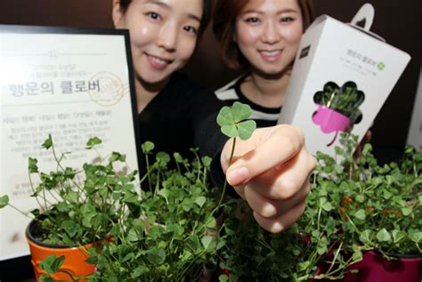 네 잎 클로버 선물로 수능대박 빌어주세요”