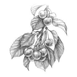 Cherry Tree Drawing Vector Images Over