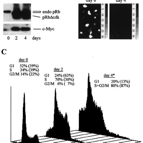 E2f And Myc Activities Cooperate In Regulating Timing And Levels Of Dna Download Scientific