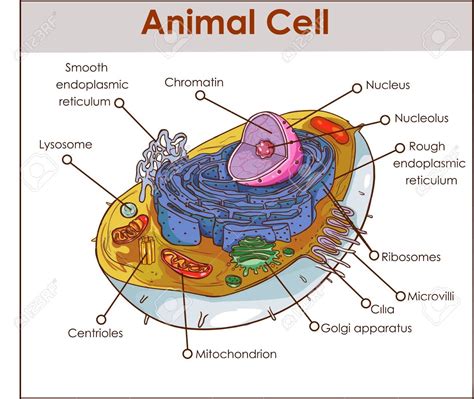 The Nucleus And Mitochondria Share Which Of The Following Features