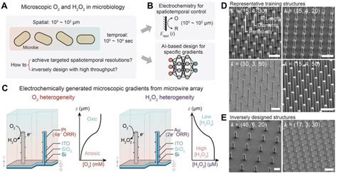 Ai Based Inverse Design Of Electrochemically Generated O2 And H2o2