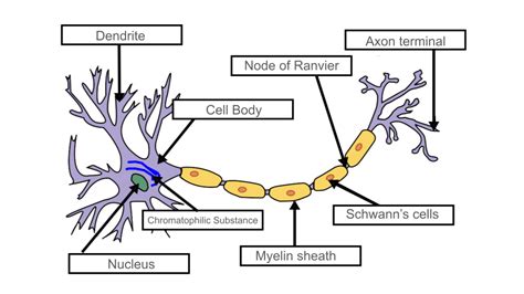 Neuroglial Cells Coloring Pages 2025