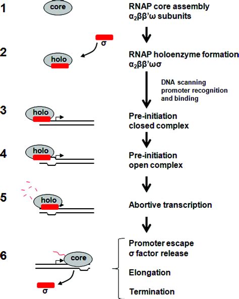 Prokaryotic Transcription Initiation Sigma Factor