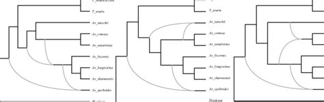The Three Hybridization Networks Obtained By The Described Algorithm