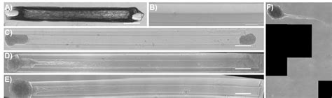 Anatomically Inspired Three Dimensional Micro Tissue Engineered Neural