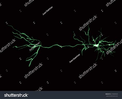 Pyramidal Neurons Found Cerebral Cortex Hippocampus Stock Illustration Shutterstock