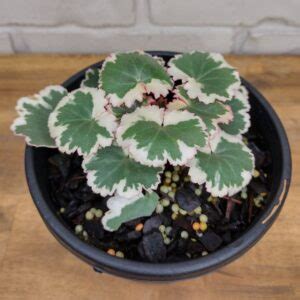 Everything You Need To Know About Growing Strawberry Begonia