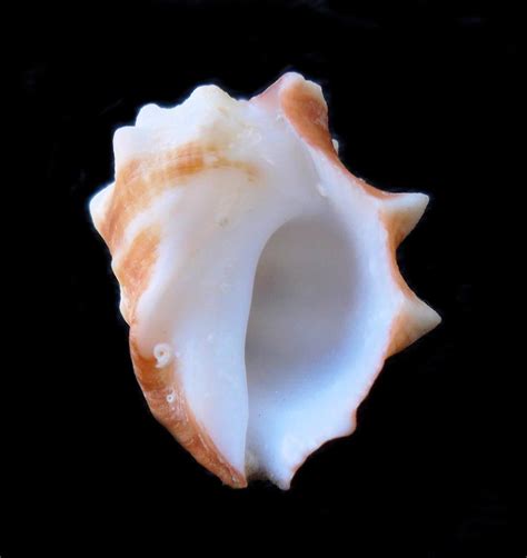 Triangular Rock Shell Mexican