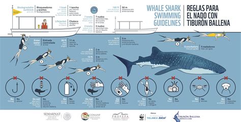 Swim With Whale Sharks In La Paz Baja California Sur Mexico Season