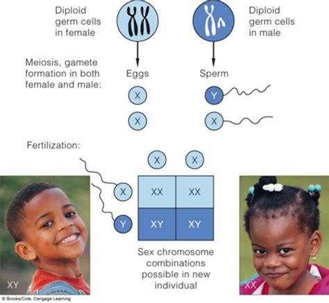 Med Path And Genetics T4 Disorders Of Sex Chromosomes The Male Genital System Flashcards