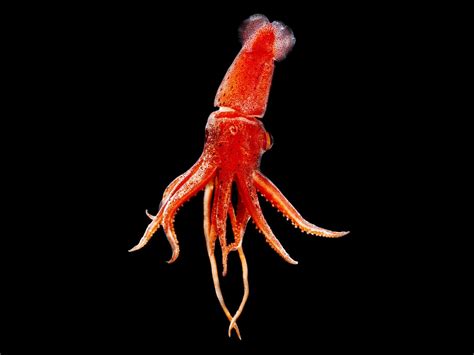 Squid Cephalopod
