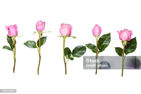 꽃 발렌타인 데이 구성 회색 배경에 분홍색 장미로 만든 프레임 플랫 레이 상단 보기 복사 공간 0명에 대한 스톡 사진 및 기타 이미지 Istock