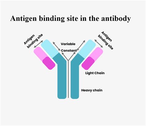 Antigen Binding Site In An Antibody Is Found Between A Two Light