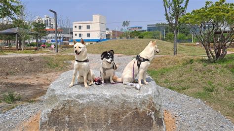 누렁이 흰둥이 솔 비오기전 뛰놀아봐요 Youtube