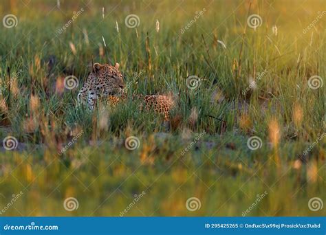 Leopard Golden Grass Sunset Savuti Chobe Np In Botswana Africa Big