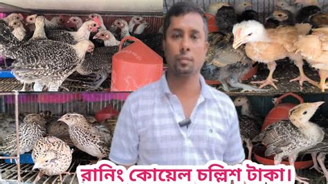 342 ১৪০ টাকা বড় ফাউমি ১০০ টাকা টাইগার মুরগির বাচ্চা ৪০ টাকা রানিং কোয়েল । Shorif And Chicken Bd