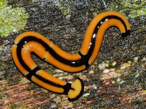 Terrestrial Flatworms Aka Land Planarians One Nice Bug Per Day