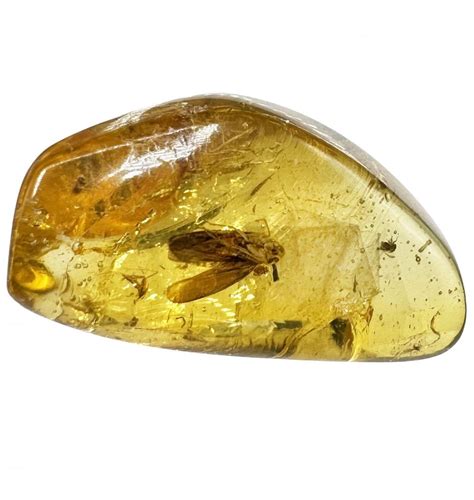 Fossils For Sale Fossils Copal Fossilised Tree Resin With