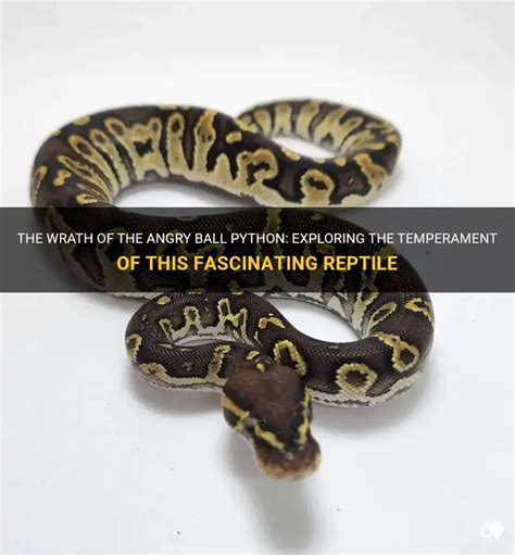 The Wrath Of The Angry Ball Python Exploring The Temperament Of This