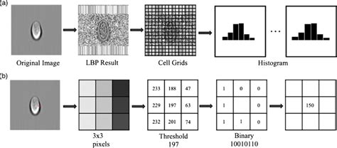 local binary patterns a the procedure on local binary patterns download scientific diagram