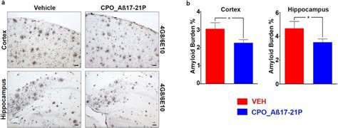 Amyloid β Plaque Burden On Brains Of App Ps1 Mice Treated With Peptoid Download Scientific
