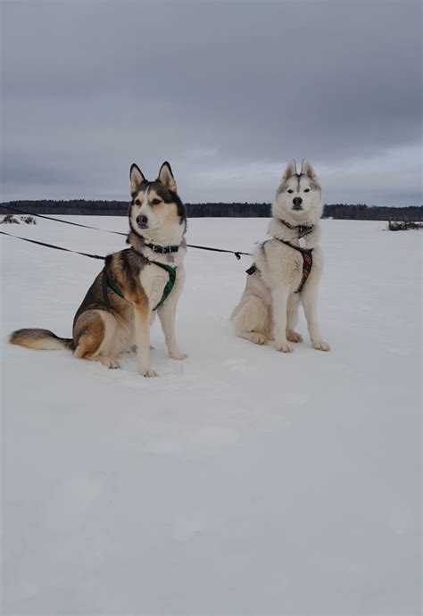 Прогулка зимой в поле — Drive2