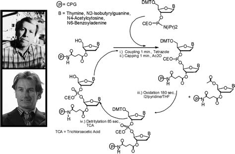 Dna Phosphoramidite Synthesis Cycle The Photographs Are Of Serge Download Scientific Diagram