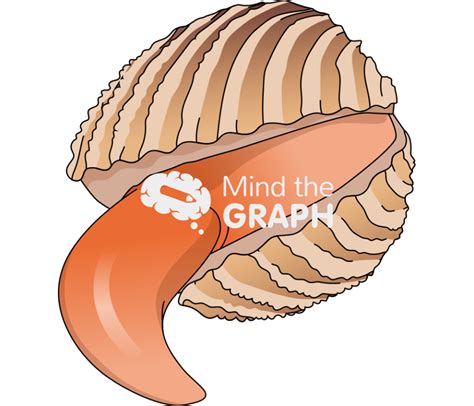 Bivalve Mollusk Open