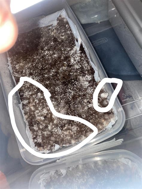 What Could That White Blob Be On The Right And Could The Left Just Be