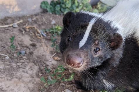 Do Skunks Live Underground And What Are They Looking For In Your