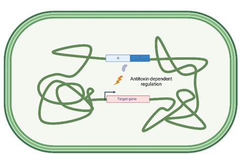 Possible Modes Of Cross Talk Between Proteins Belonging To Different Download Scientific