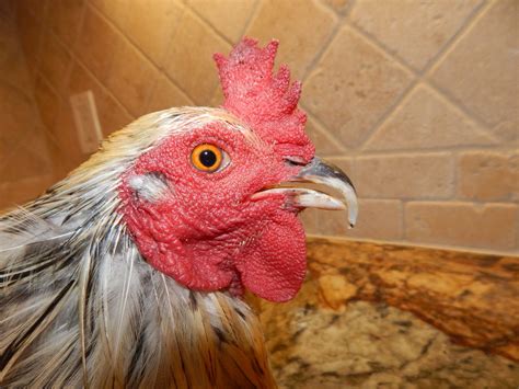 Чем обрезать клюв у курицы в домашних условиях фото