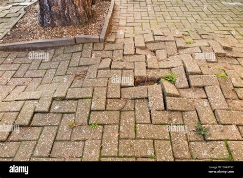 Growing Large Roots From A Tree Cause Brick Paviers Which Are Walking Surface To Pedestrians On