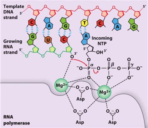 BIOL 0280 L20 RNA Synthesis And Processing Flashcards Quizlet