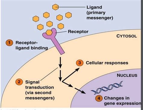 Chapter Signal Transduction Flashcards Quizlet