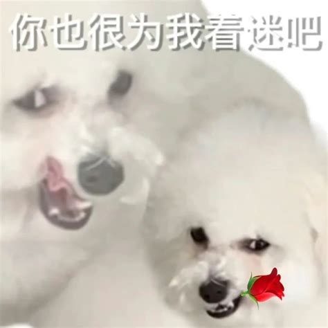 可爱狗狗叼玫瑰，配文“你也很为我着迷吧”的趣味表情包 抽象屌丝表情包（500）表情包图片动图 求表情网 斗图从此不求人
