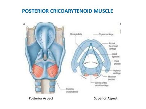 Larynx
