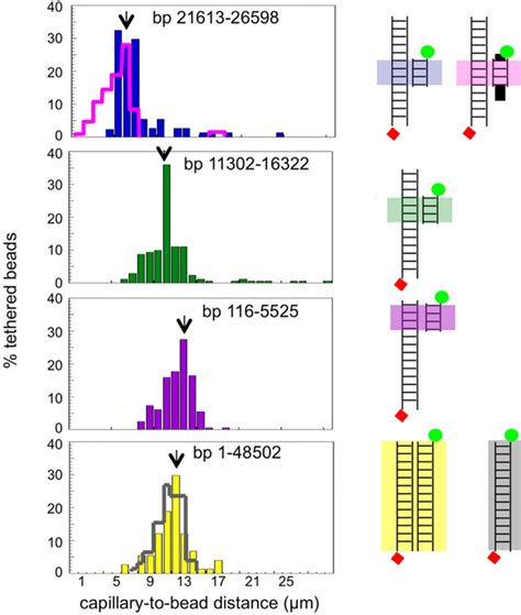 Sequence Dependent Interactions Between Nucleic Acids Prentiss Research Lab