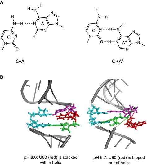 Thermodynamic Examination Of Ph And Magnesium Effect On U6 Rna Internal Loop