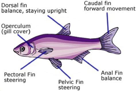 Marine Biology Lab Practical Flashcards Quizlet