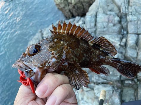 阿値賀島に青物を狙いに行くも6月でもカサゴ天国継続中 釣りバカhagiとmayoの九州ルアーフィッシング 研究所