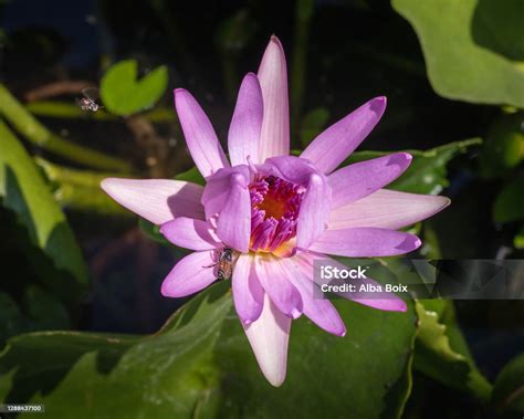 꿀벌은 분홍색 연꽃 꽃을 수분 연꽃은 불교의 행운의 상징이며 계몽을 달성하기 위해 머크 위로 상승하고 피어납니다 다른 의미는 정화와 충실함입니다 0명에 대한 스톡 사진 및