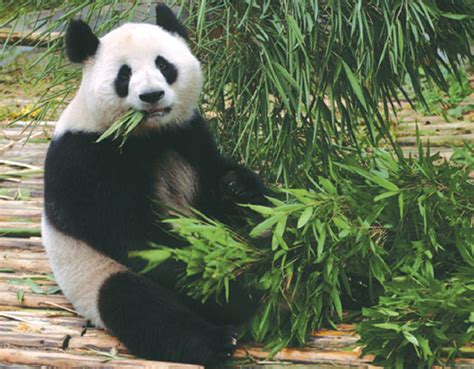 팬더의 엄지손가락 Association For Creation Truth