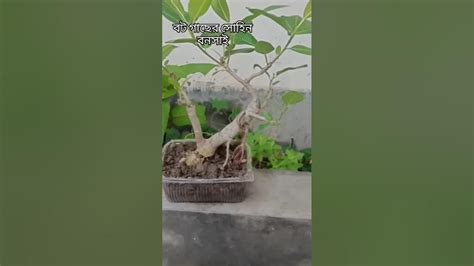 বট গাছের বনসাই বনসাই বনসাই গাছ বট গাছের ঝুরি সহিন ক্যাটাগরি বনসাই Youtube