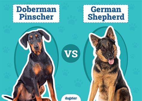 German Pinscher Vs Doberman