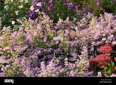 Heath Aster Aster Ericoides Lovely Syn Aster Vimineus Lovely