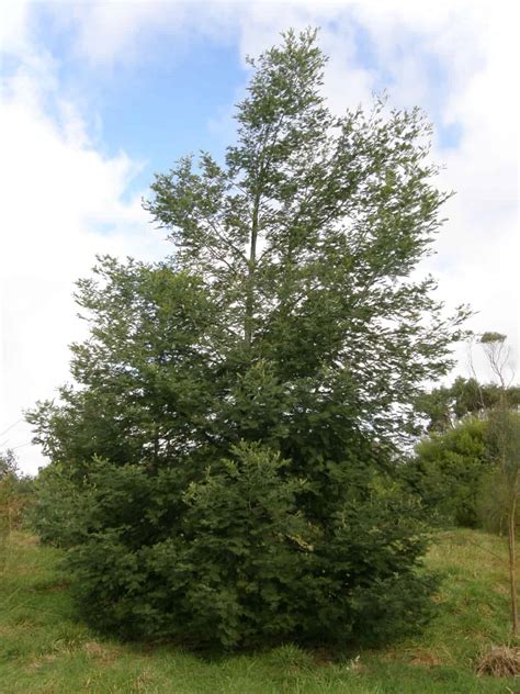 7 Plants That Look Like Eucalyptus ProGardenTips