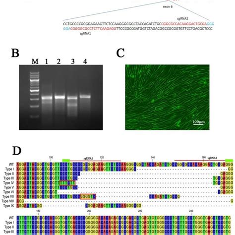 Edar Gene Targeted Cashmere Goats And Skin Tissue Sections A Edar