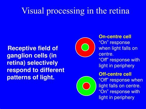 Ppt Visual Processing In The Retina Powerpoint Presentation Free Ppt Visual Processing In The Retina Powerpoint Presentation Free