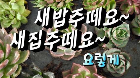 라이브 새밥달라고 새집달라고 쳐다보는 내다육이 예뻐 듁어요다육이다육식물 Youtube